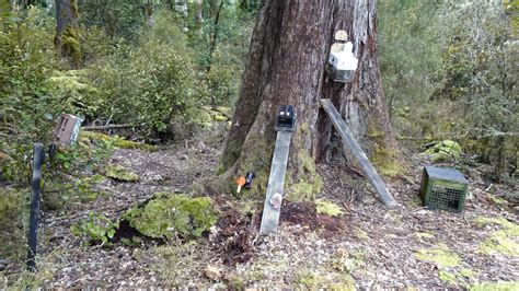 The Hidden World Uncovered By A Trail Camera Sokk Website