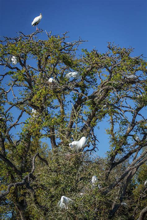 Usa Florida Great Egret Nesting Photograph By Margaret Gaines