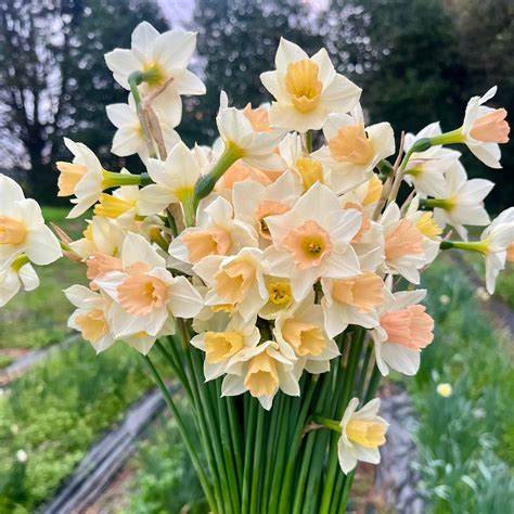 Overeager Transpiration And Impeded Pedalism 32224 3 Porch Farm