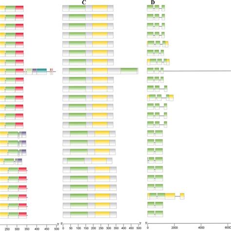 Conservative Motifs Domain Structures And Exon Intron Structures Of