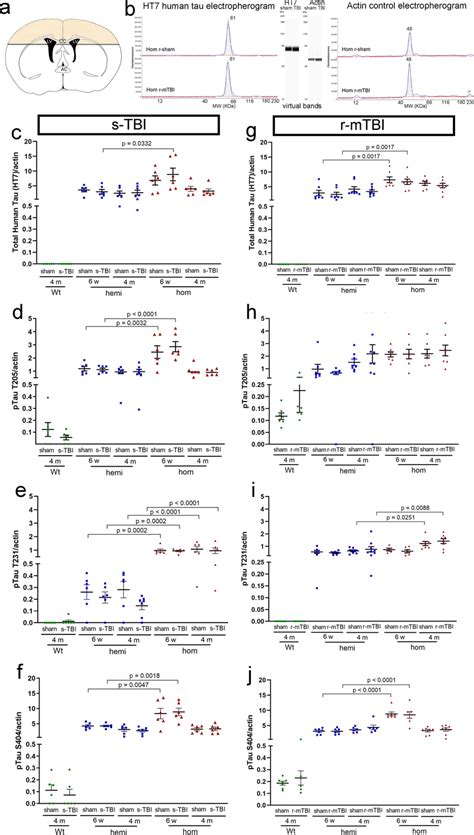 Total Human Tau And Phosphorylated Tau Are Increased In Brain Lysates