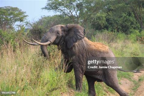 Jamie Chipman Photos And Premium High Res Pictures Getty Images