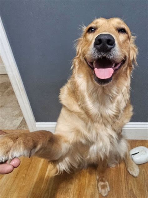 Bobby Poirier On Linkedin Onestream Pawsomeopportunity