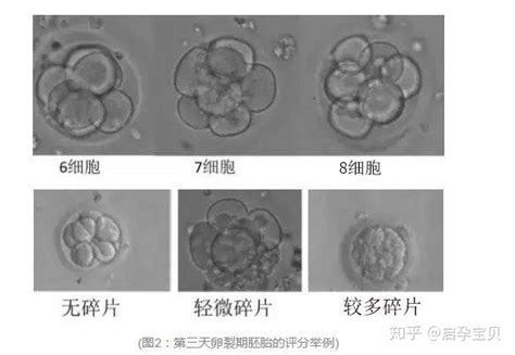 3分钟教你看懂胚胎等级报告 知乎