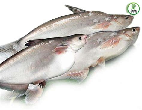 Cá Hú Kg Thực Phẩm Tươi Ngon Và Nhiều Dinh Dưỡng