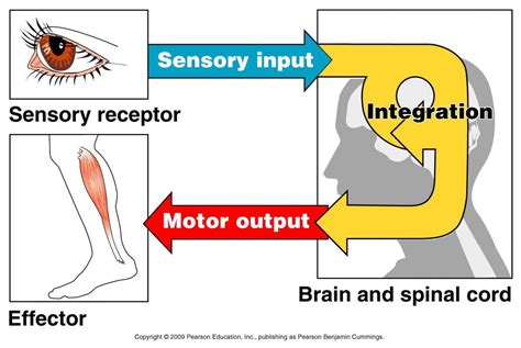 Sensory Processing Intro Psych Blog F19 Group 7