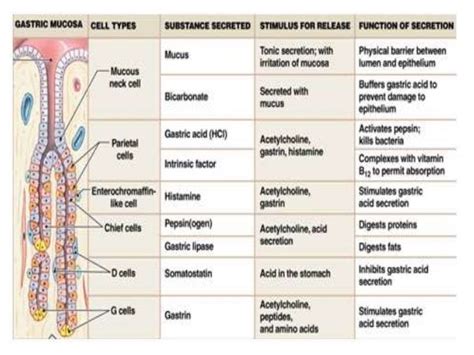 Functional Anatomy Of Stomach Functions Of Stomach And Glands Of Sto