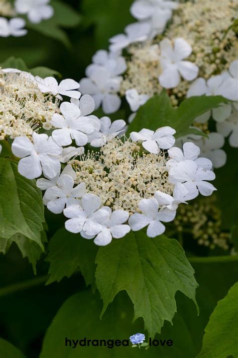 10 Gorgeous Lacecap Hydrangeas To Grow In Your Garden Hydrangea Love
