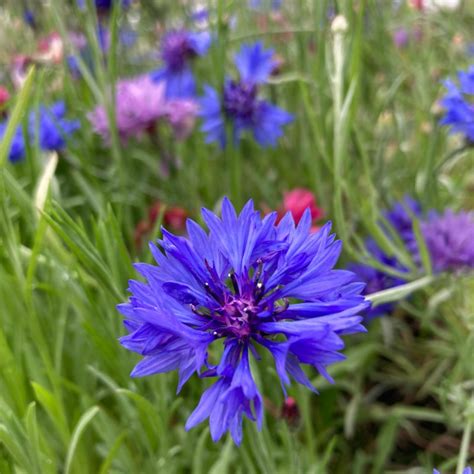 Cornflower Crown Mix Rocket Gardens Flower Plug Plants Order Online