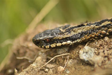 가산기 뱀 자연 갈색 Pixabay의 무료 사진