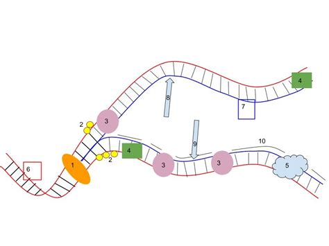 Dna Replication Diagram Diagram Quizlet