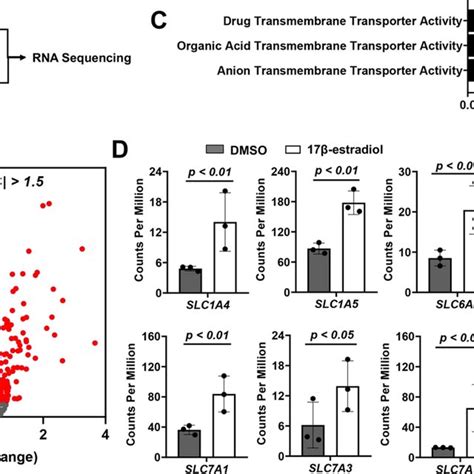 Transcriptome Profiling After 17β Estradiol Treatment A Experimental