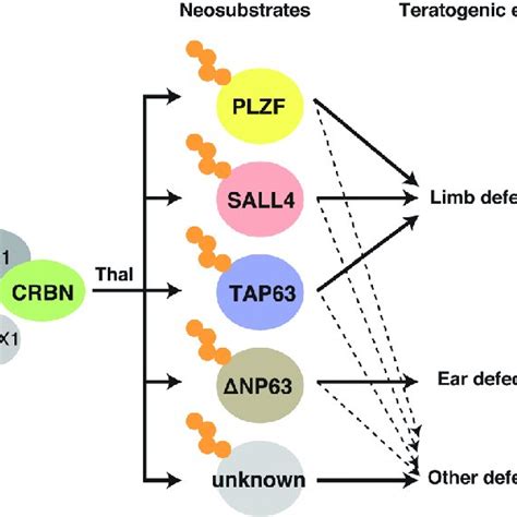 Pdf Discovery Of Crbn As A Target Of Thalidomide A Breakthrough For