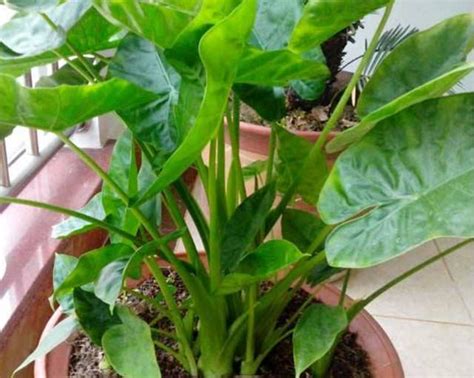滴水觀音的種植方法 每日頭條
