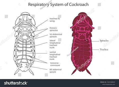 Compound Eye Insect Over 154 Royalty Free Licensable Stock Vectors