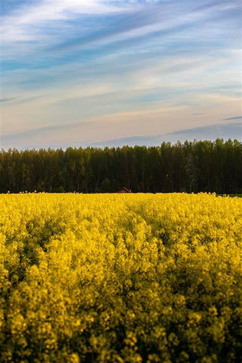 무료 사진 빈 평지 토양 유채 필드 농장 풍경 농촌