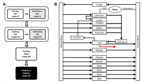 Schematics Of The Modeling Workflow And The Physiologically Based