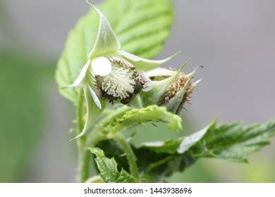 512 Raspberry Beetle Images Stock Photos Vectors Shutterstock