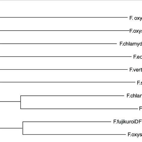Phylogenetic Tree Deduced From The Its Gene Sequences Numbers At Nodes Download Scientific