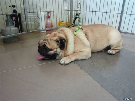 Hướng Dẫn Nuôi Chó đực Lấy Giống Abcd Online