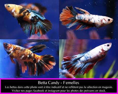 Betta Candy Femelle Québec Cichlidés
