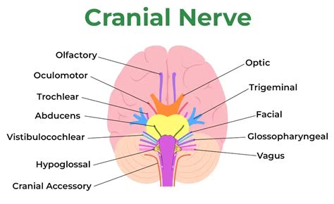 Cranial Nerves Function Anatomy And Location Geeksforgeeks