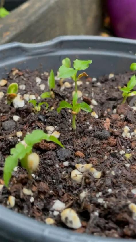 How To Grow A Cherry Tree Artofit