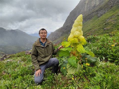 Homepage Of Vegetation Classification And Survey Download Scientific Diagram