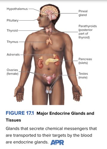 Chapter 17 Endocrine System Flashcards Quizlet