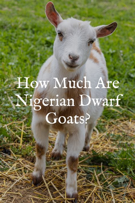 How Much Are Nigerian Dwarf Goats Goat Cost Guide The Homesteading Way