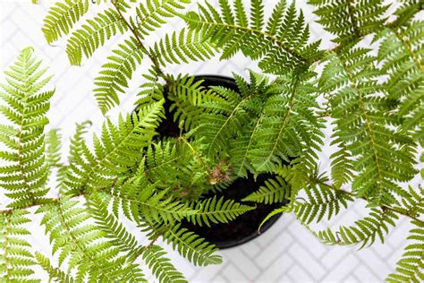 How To Grow And Care For Australian Tree Fern
