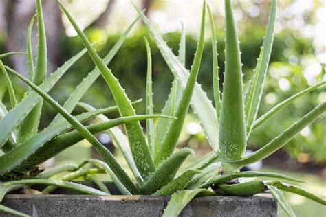 A Z List Of Common Houseplants With Pictures Just Houseplants