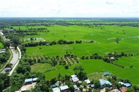 ကျောက်ဆည်မြို့နယ်တွင် နွေစပါးသီးနှံ ၅၅၃ ဧက စိုက်ပျိုးသွားမည်ဖြစ