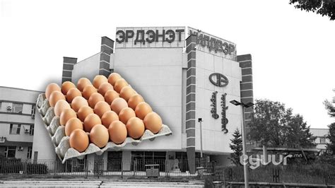 Эрдэнэт үйлдвэр ТӨҮГ 80 саяар өндөг авна Eguur Mn