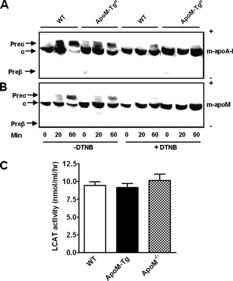 ApoM Affects LCAT Dependent Interconversion Of HDL To Pre HDL A And B Download Scientific