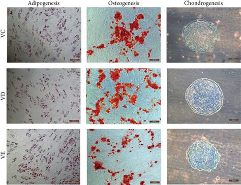 A Surface Marker Expression On Vitrified Mscs From The Vd Ve And Vc Download Scientific