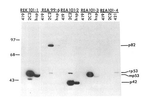 Figure 2 From The P53 Proto Oncogene Can Act As A Suppressor Of Transformation Semantic Scholar