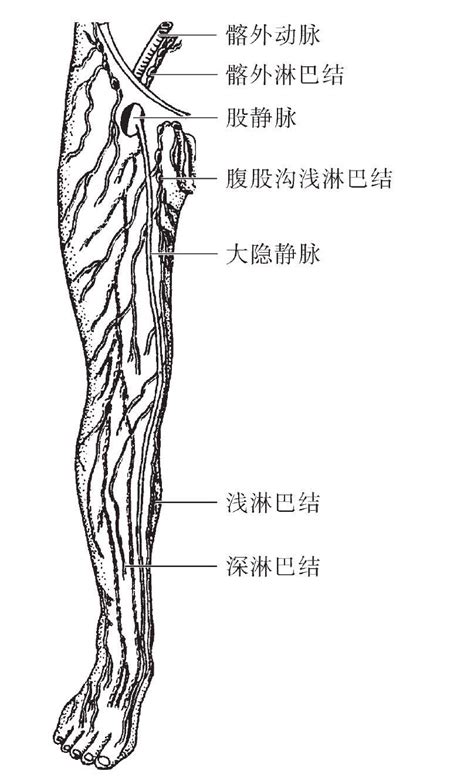 六下肢的淋巴引流 人体解剖学与组织胚胎学 医学