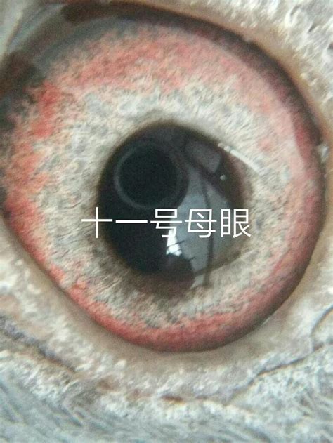 鴿友們大家來給賽鴿配對了這些鴿眼幾號和幾號配比較好 每日頭條