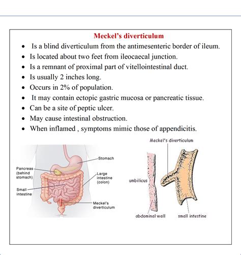 Jejunum And Ileum Anatomy Qa
