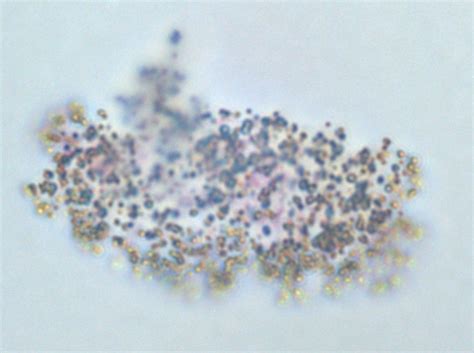 Visualizing Tio2 And Pigments In Paint And Polymers By Microscopy