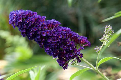 Buddleja Davidii Black Knight Plants To Your Door