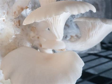 Kyle Gabriels Raspberry Pi Powered Mycodo Keeps An Eye On Mushroom Cultivation