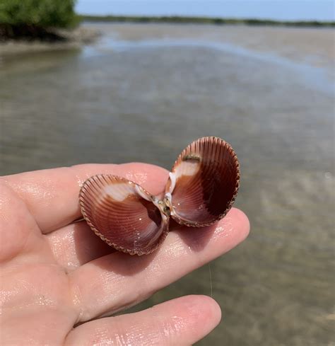 Bivalve Clam Shell At Michael Robin Blog
