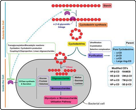 Role Of Cgtase In Bacteria Cyclodextrins And Modified Cyclodextrins