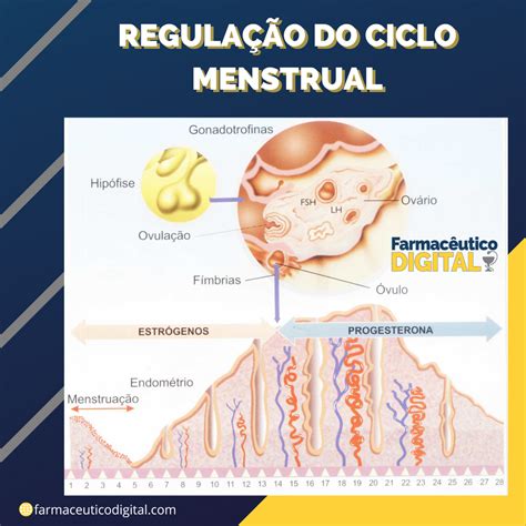 🗓regulação Do Ciclo Menstrual 🔄o Ciclo Menstrual é Um Processo