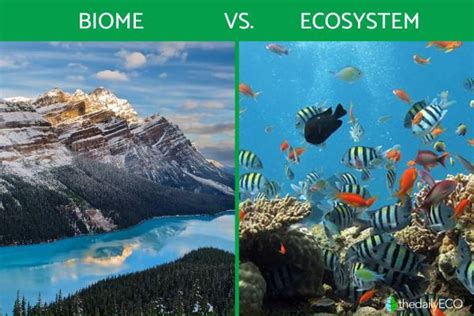 The Difference Between Biome Vs Ecosystem Definitions With Examples