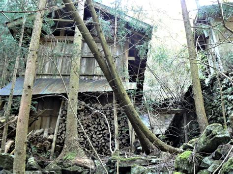 倒木の責任は誰が負う？土地所有者が知っておくべき法的義務と対応策を徹底解説