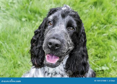 Imágenes Comunes Del Cocker Spaniel Blanco Y Negro Los Derechos De La