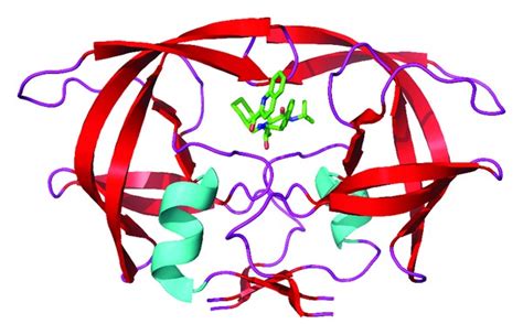 Three Dimensional Structure Of The Hiv Protease Dimer In Complex With Download Scientific